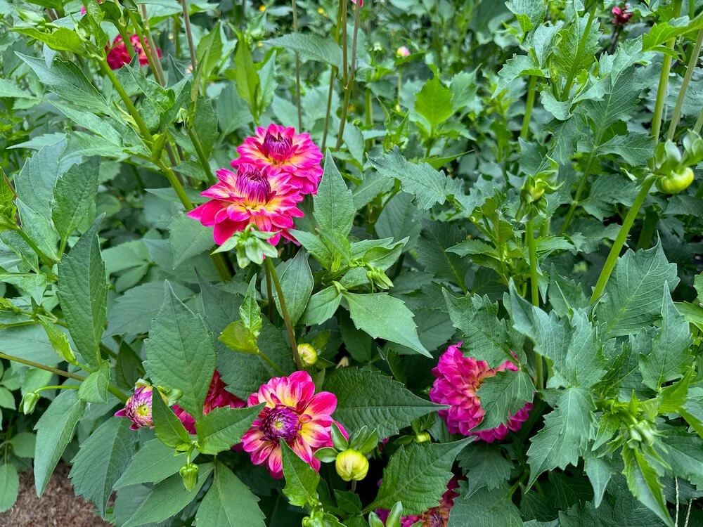 Dahlia 'Bumble Rumble' — Northwest Blooms