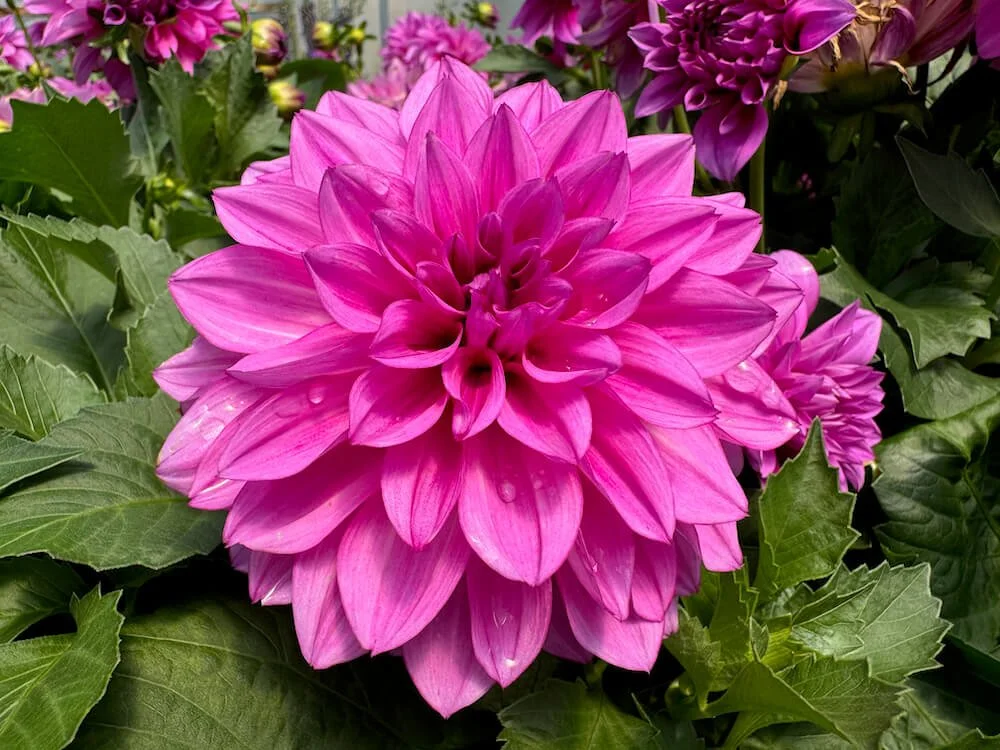 Dahlia La Bella Maggiore 'Rose' — Northwest Blooms