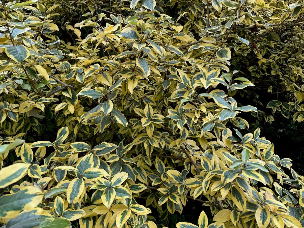 Fatsia japonica 'Variegata' (Variegated Japanese Aralia) — Northwest Blooms
