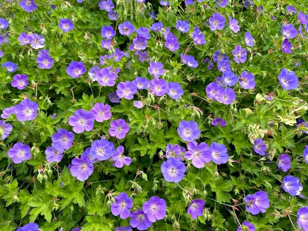 Geranium x 'Rozanne' (Rozanne Cranesbill) — Northwest Blooms