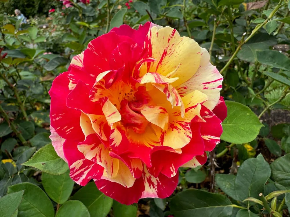 Rosa 'Marc Chagall' (Marc Chagall Floribunda Rose) — Northwest Blooms