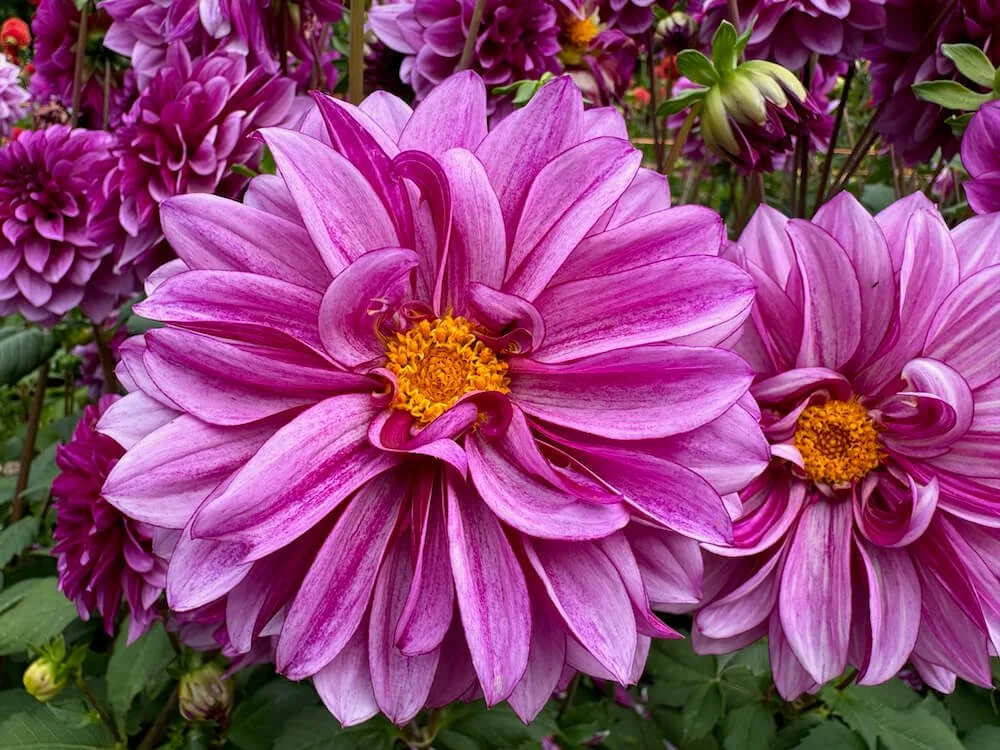 Dahlia 'Bluetiful' (Bluetiful Dahlia) — Northwest Blooms
