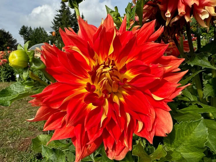 Dahlia 'Valley Rust Bucket' (Valley Rust Bucket Dahlia) — Northwest Blooms