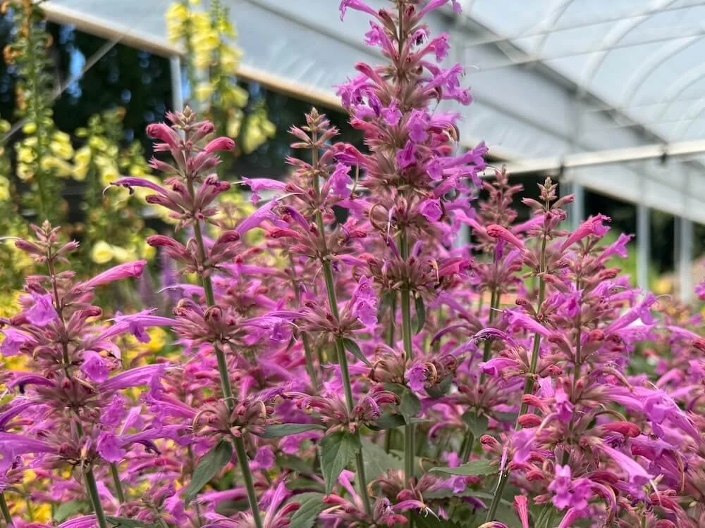Phlox paniculata 'Bartwelve' (Pink Flame Garden Phlox) — Northwest Blooms