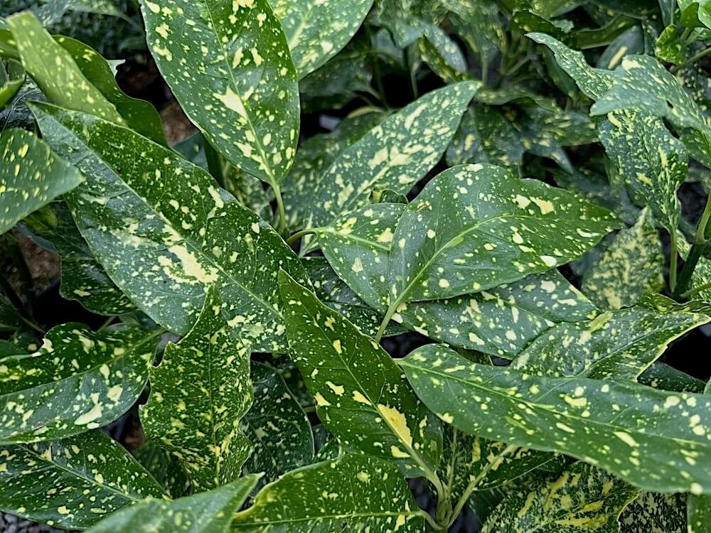 Aucuba japonica 'Mr. Goldstrike' (Mr. Goldstrike Spotted Laurel ...