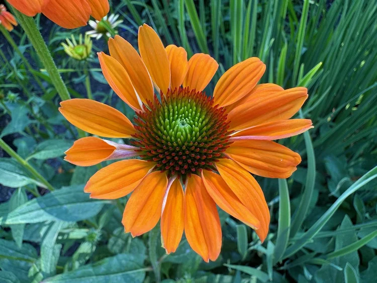 Echinaceas — Northwest Blooms