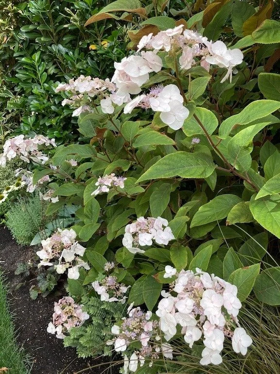 Hydrangea paniculata 'AJ14' (Early Evolution Hydrangea) — Northwest Blooms