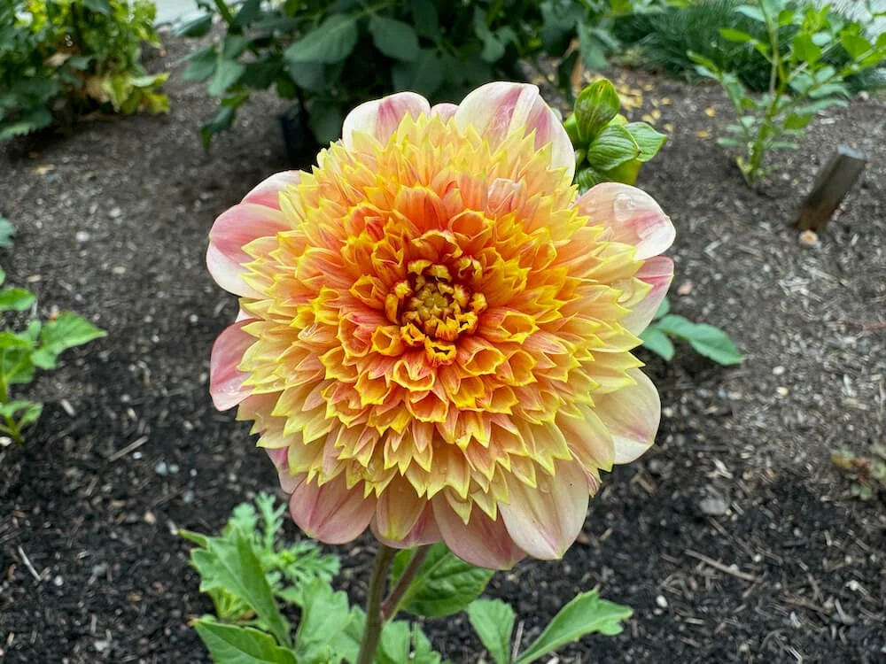 Dahlia 'Lisa Lisa' — Northwest Blooms