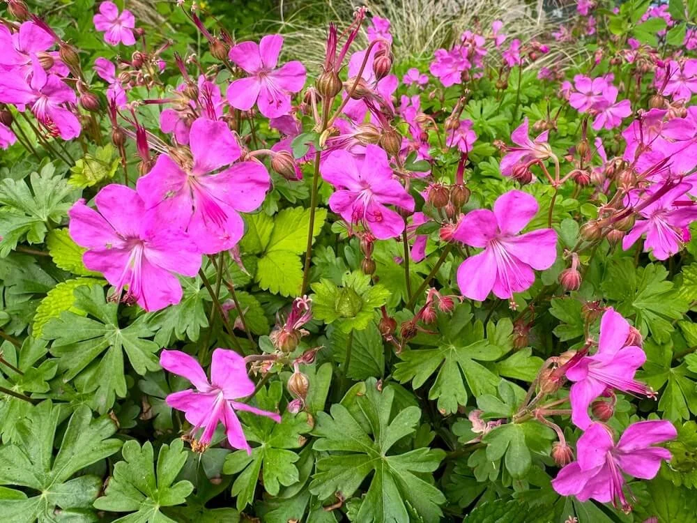 Dianthus gratianopolitanus 'Firewitch' (Cheddar Pinks) — Northwest Blooms