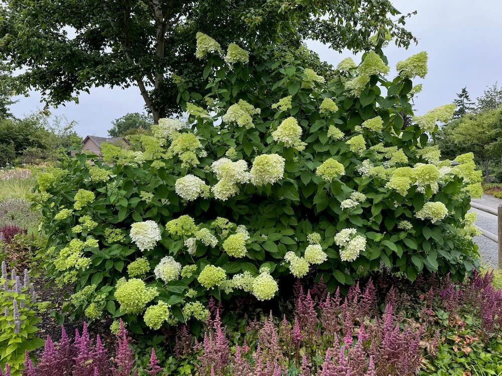 Hydrangea paniculata 'AJ14' (Early Evolution Hydrangea) — Northwest Blooms