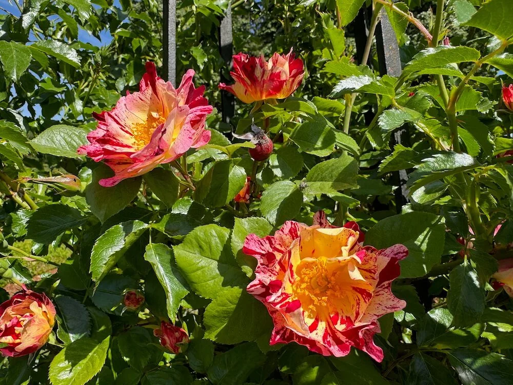 Rosa 'Marc Chagall' (Marc Chagall Floribunda Rose) — Northwest Blooms