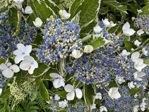Ceanothus thyrsiflorus 'Victoria' (Victoria California Lilac ...