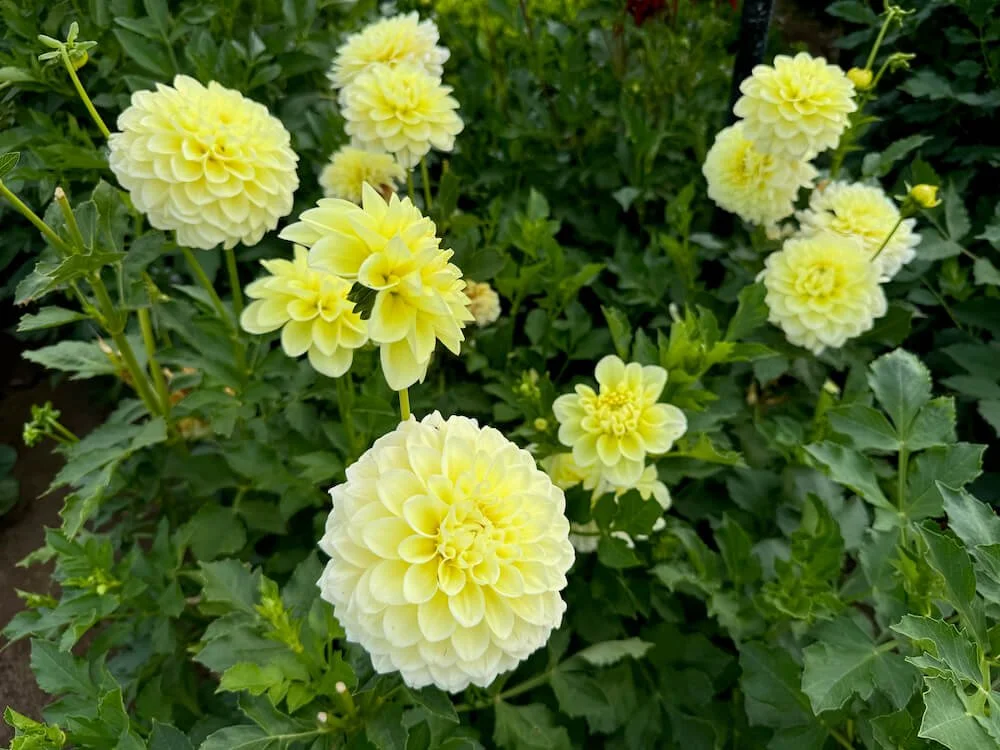 Dahlia 'Sandia Sunbonnet' (Sandia Sunbonnet Dahlia) — Northwest Blooms