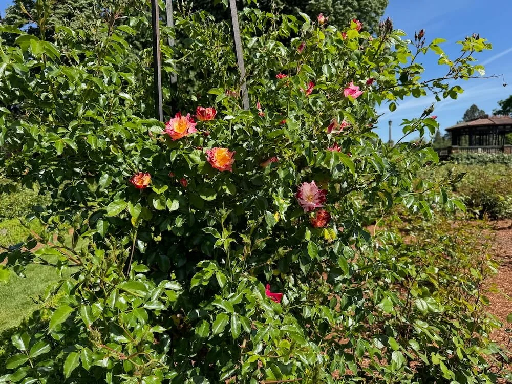 Rosa 'Marc Chagall' (Marc Chagall Floribunda Rose) — Northwest Blooms
