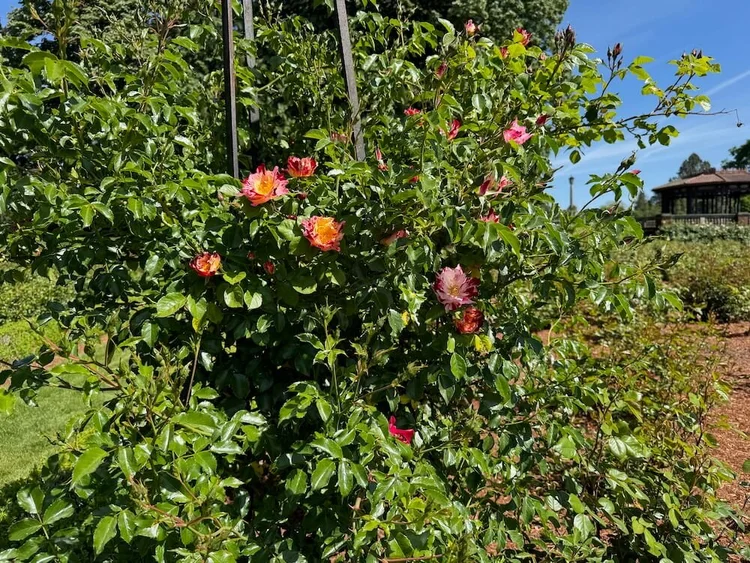 Rosa 'Marc Chagall' (Marc Chagall Floribunda Rose) — Northwest Blooms