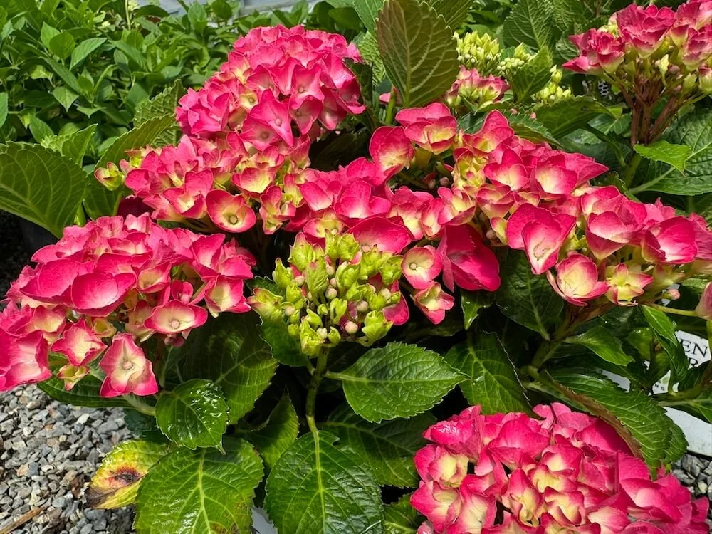 Hydrangea paniculata 'Renba' (Berry White Hydrangea) — Northwest Blooms