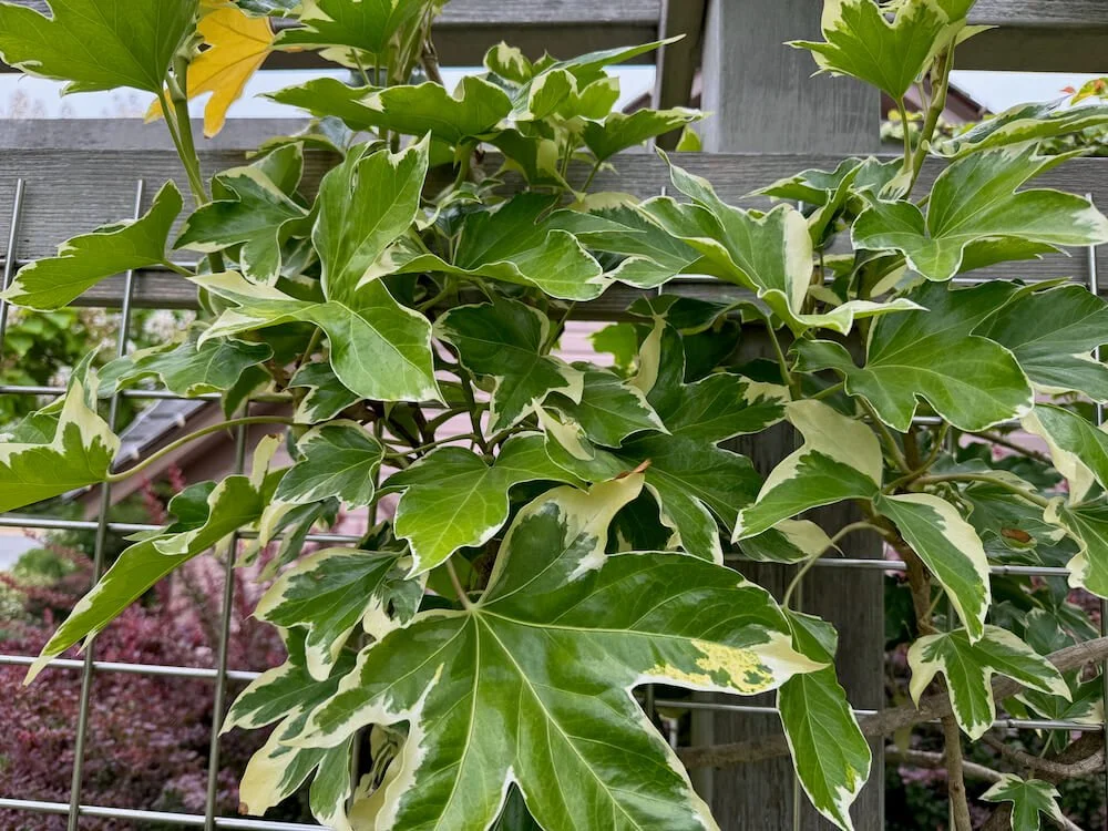 x Fatshedera lizei 'Angyo Star' (Angyo Star Tree Ivy) — Northwest Blooms