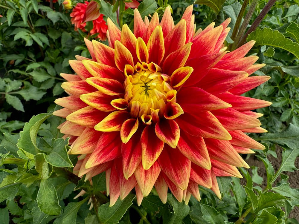 Dahlia 'Valley Rust Bucket' (Valley Rust Bucket Dahlia) — Northwest Blooms