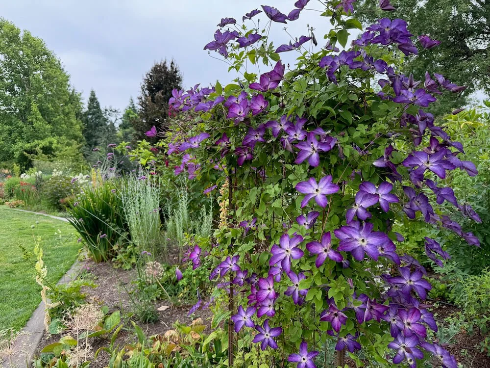 Clematis 'Perrin's Pride' (Perrin's Pride Clematis) — Northwest Blooms