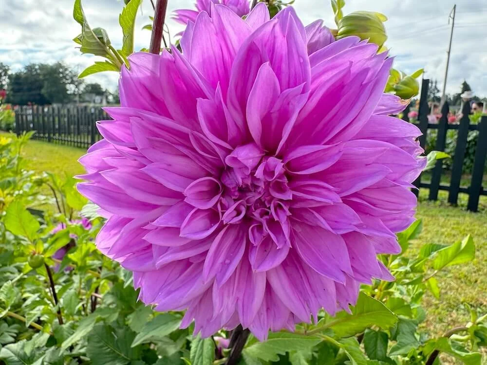 Dahlia 'Blue Bell' (Blue Bell Dahlia) — Northwest Blooms