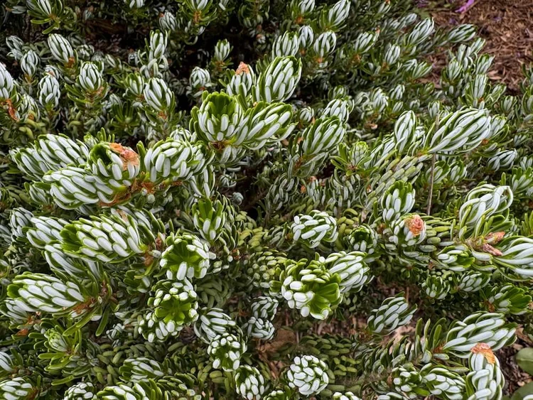 Taxus x media 'H.M. Eddie' (H.M. Eddie Yew) — Northwest Blooms