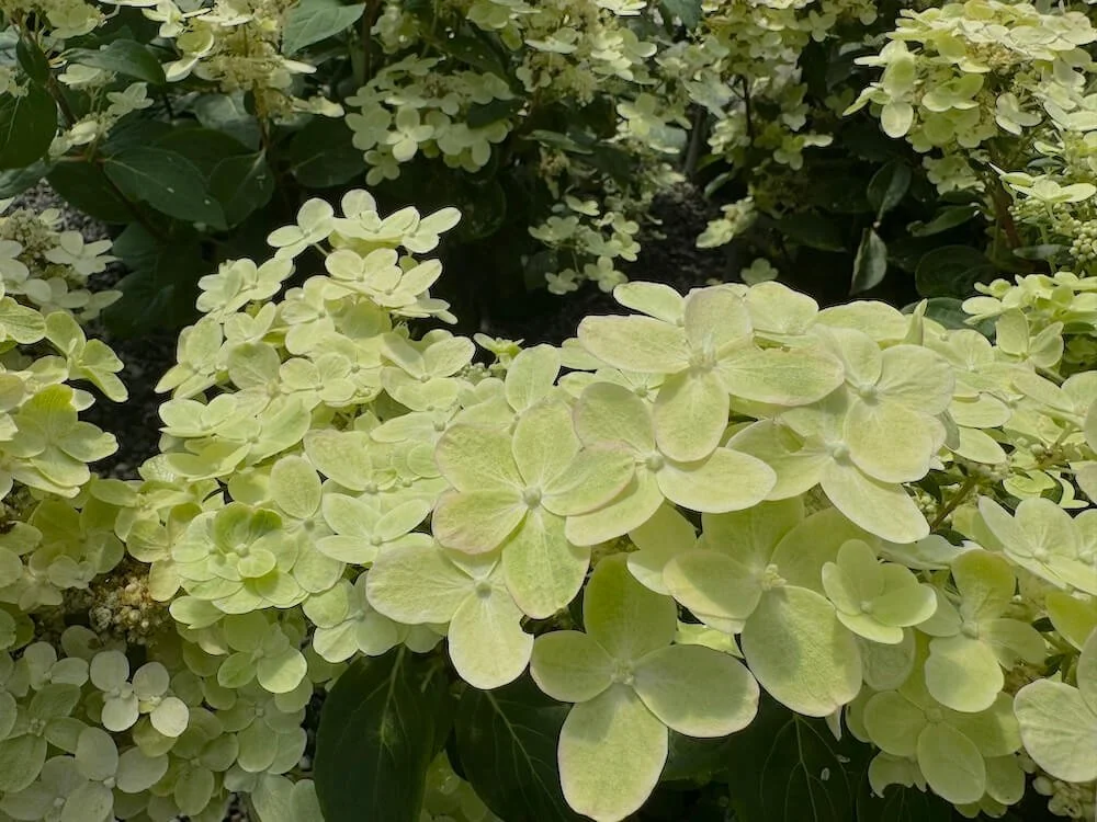 Hydrangea arborescens 'Green Dragon' (Green Dragon Smooth Hydrangea ...
