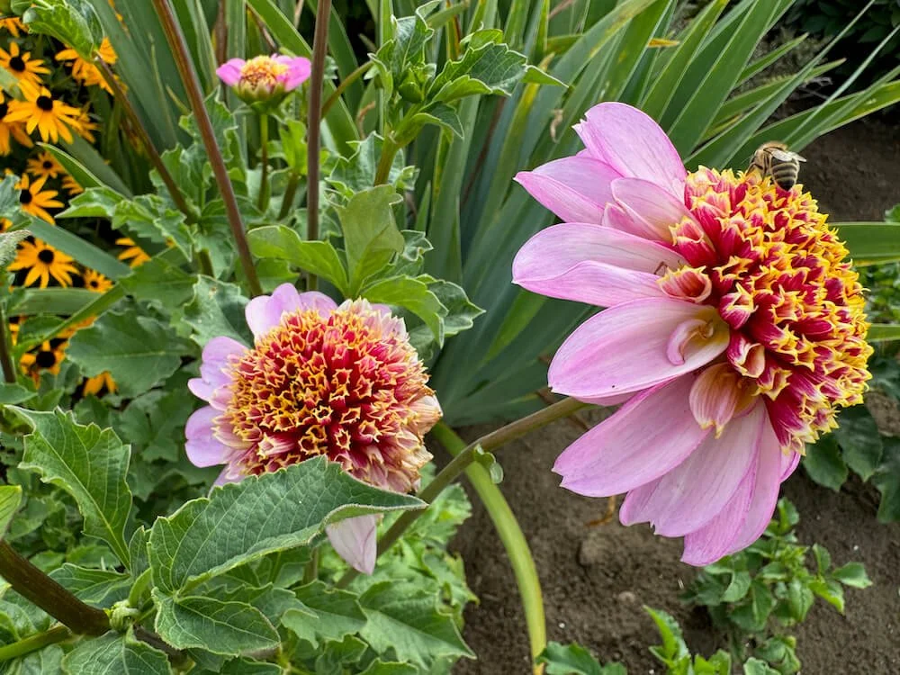 Dahlia 'Lisa Lisa' — Northwest Blooms