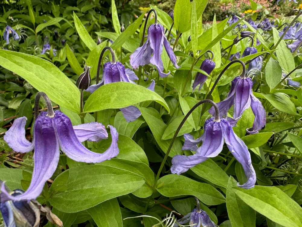 Clematis integrifolia 'Caerulea' (Bushy Blue Bell Clematis) — Northwest ...
