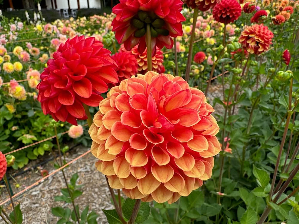 Dahlia 'Cornel Bronze' (Cornel Bronze Dahlia) — Northwest Blooms