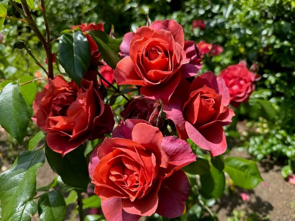 Growing and Caring for Roses — Northwest Blooms