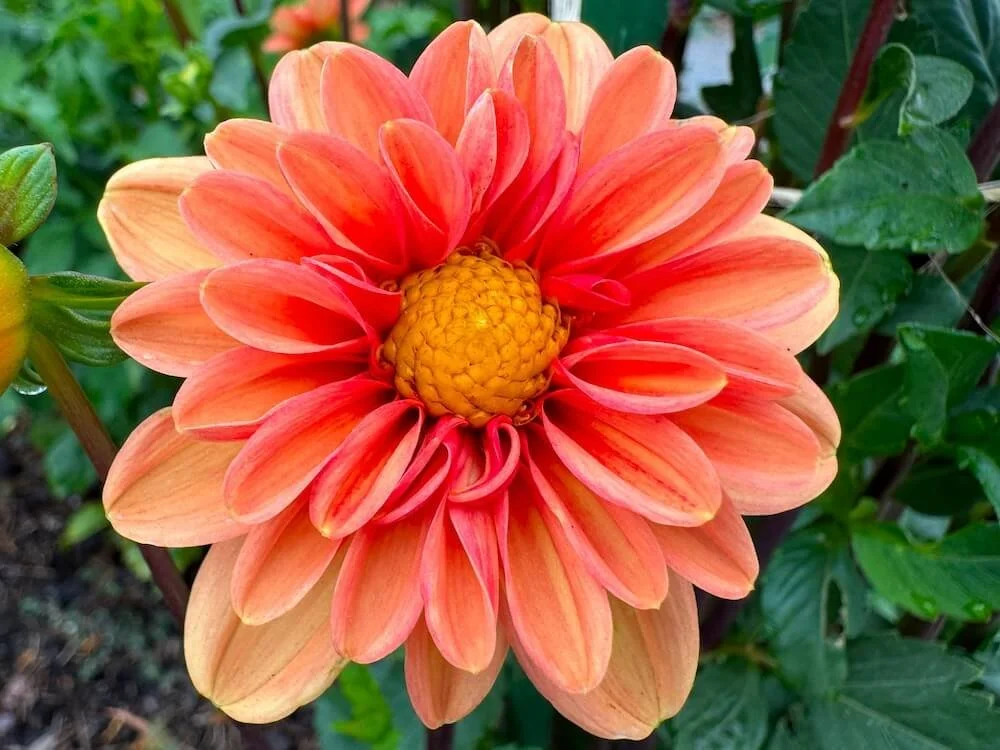 Dahlia 'Mai Tai' — Northwest Blooms
