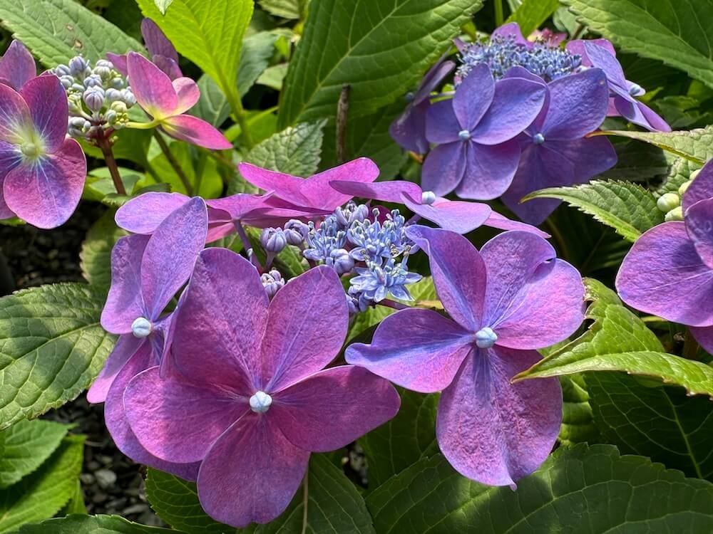 Hydrangea macrophylla 'HORTMANI' (Seaside Serenade Newport Hydrangea ...