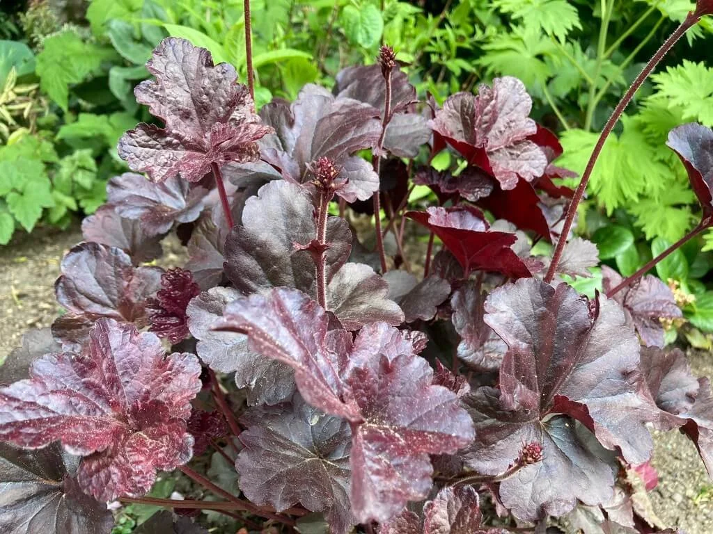 Heuchera ‘Obsidian’ (Obsidian Coral Bells) — Northwest Blooms