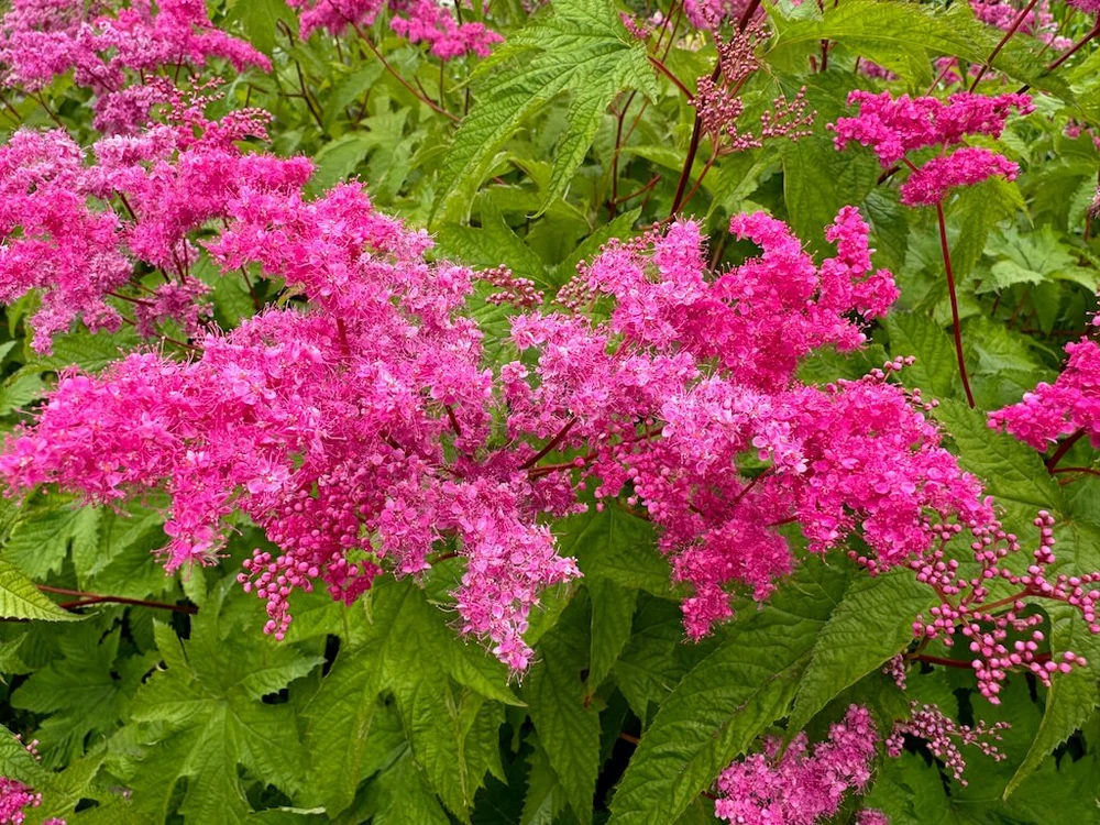 Veronica longifolia 'Perfectly Picasso' (Perfectly Picasso Speedwell ...