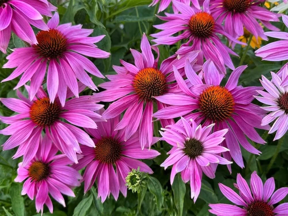 Echinaceas — Northwest Blooms