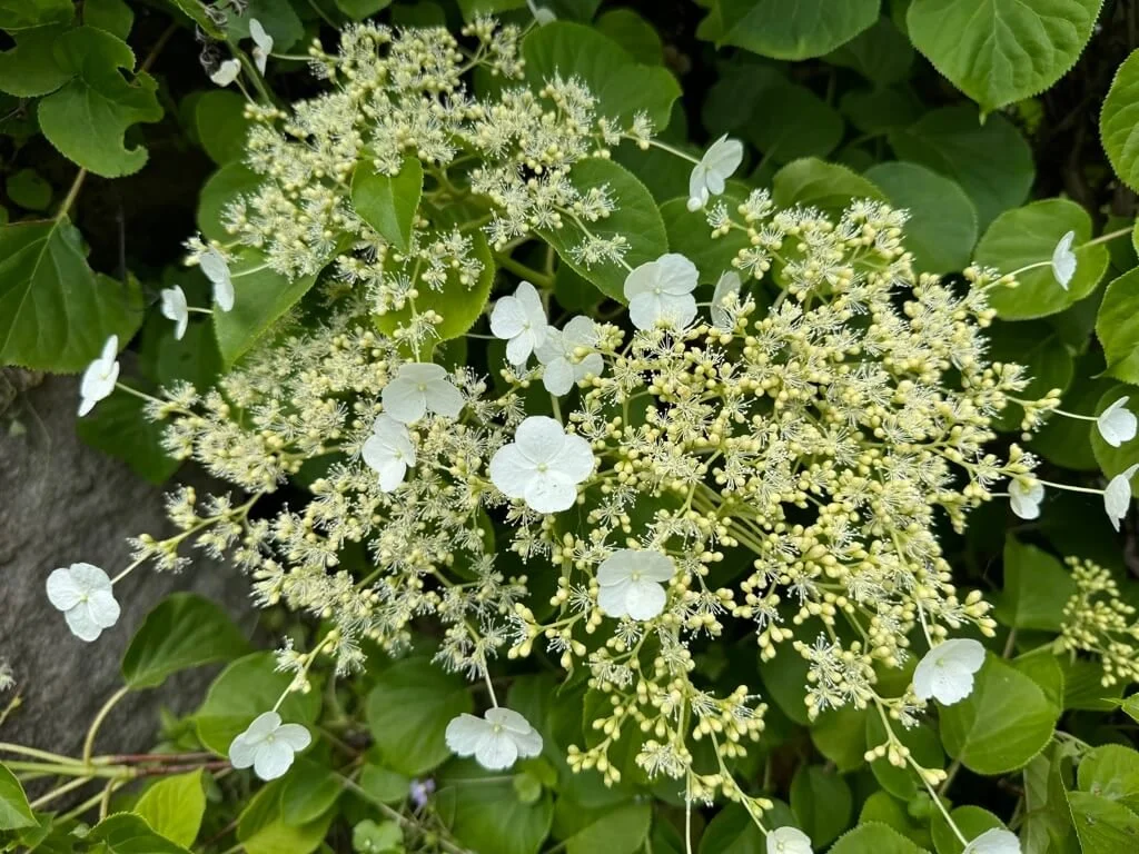 Clematis cirrhosa var. balearica (Fern-leaved Clematis) — Northwest Blooms