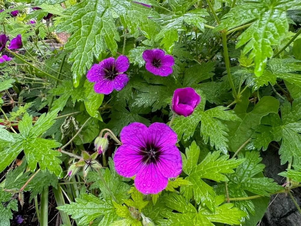 Geranium 'Ann Folkard' (Ann Folkard Cranesbill) — Northwest Blooms