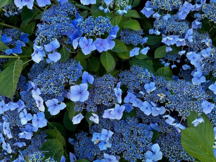 Hydrangea macrophylla 'Monmar' (Blue Enchantress Hydrangea) — Northwest ...
