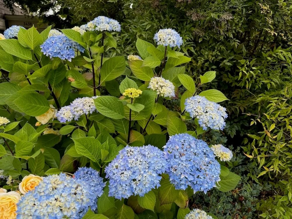 Ceanothus thyrsiflorus 'Victoria' (Victoria California Lilac ...