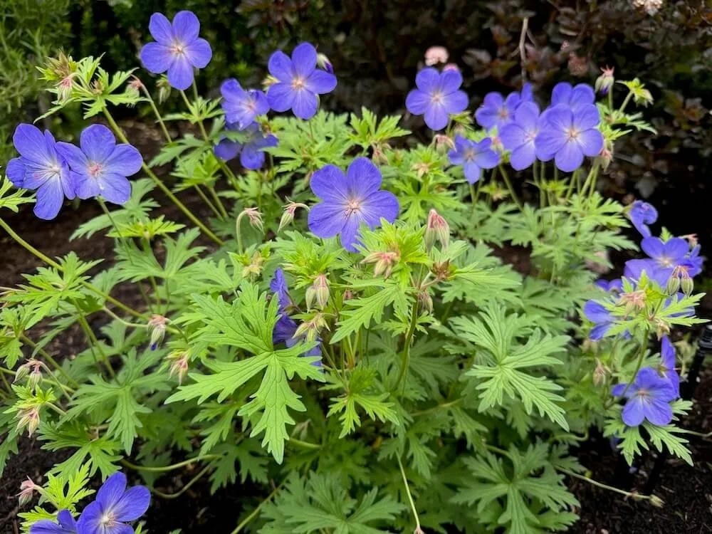 Geranium ‘Johnson’s Blue’ (Johnson’s Blue Cranesbill) — Northwest Blooms
