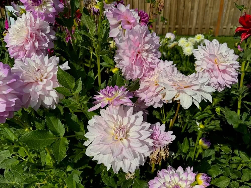 Dahlia 'Mikayla Miranda' (Mikayla Miranda Dahlia) — Northwest Blooms