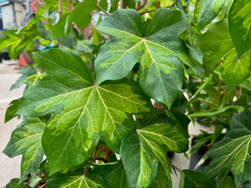 x Fatshedera lizei 'Auero Maculata' (Variegated Tree Ivy) — Northwest ...