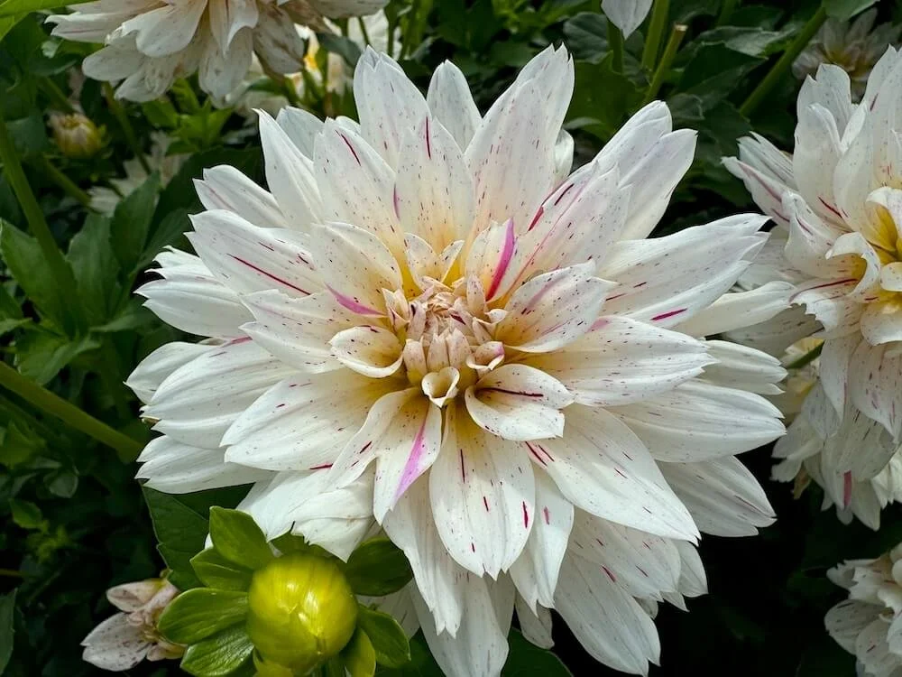Dahlia 'Bridezilla' — Northwest Blooms