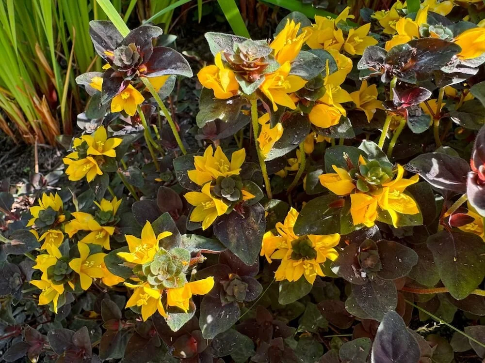 Lysimachia congestiflora 'Persian Carpet' (Persian Carpet Moneywort ...