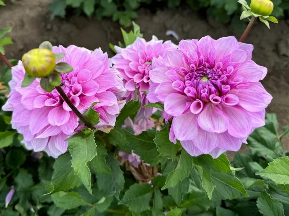 Dahlia 'Orchid Ice' (Orchid Ice Dahlia) — Northwest Blooms