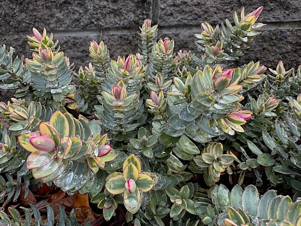 Leucothoe fontanesiana 'Rainbow' (Rainbow Drooping Leucothoe ...