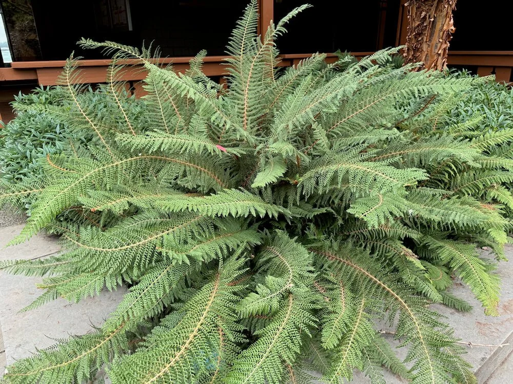 Polystichum setiferum 'Pulcherrimum Bevis' (Pulcherrimum Bevis Soft ...