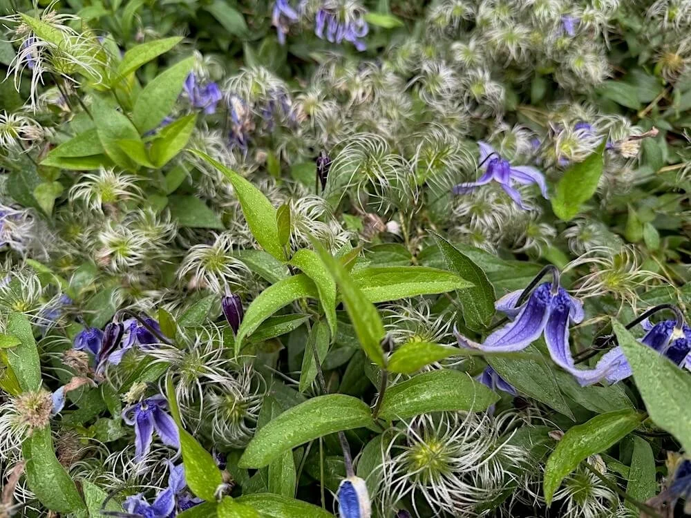 Clematis integrifolia 'Caerulea' (Bushy Blue Bell Clematis) — Northwest ...