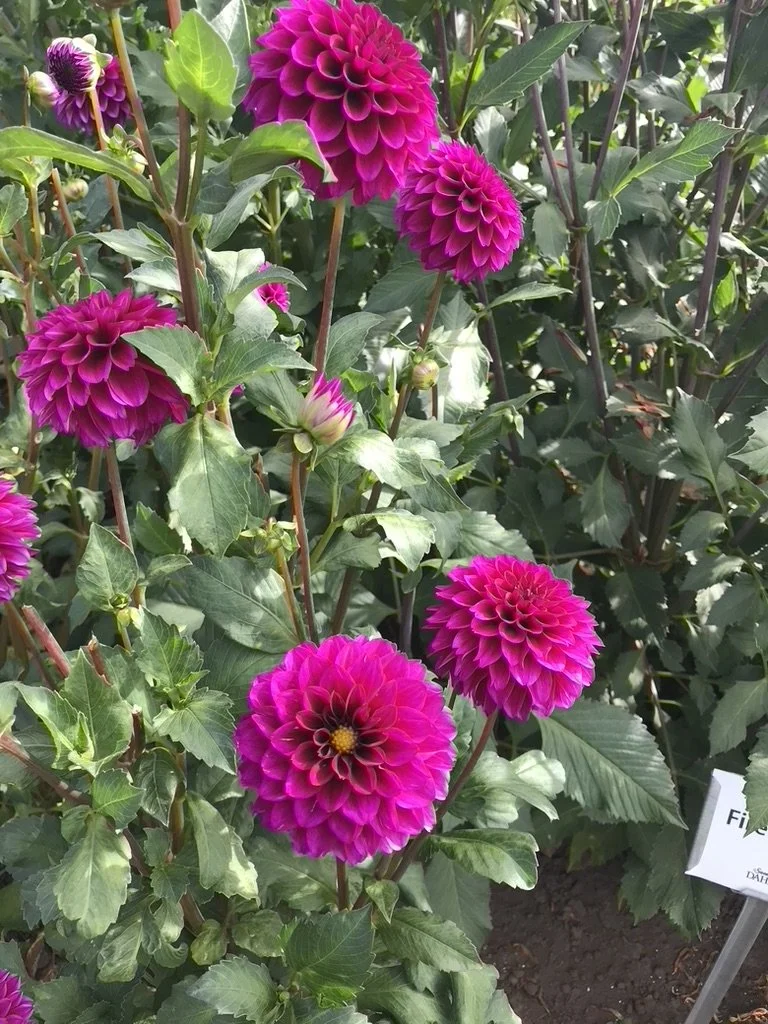 Dahlia 'Bashful' — Northwest Blooms