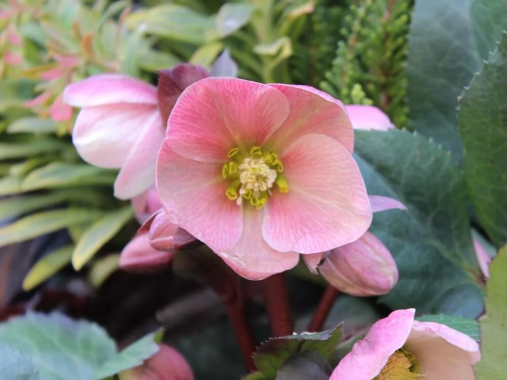 Helleborus x iburgensis HGC 'Ice N' Roses Carlotta' (Ice N' Roses ...